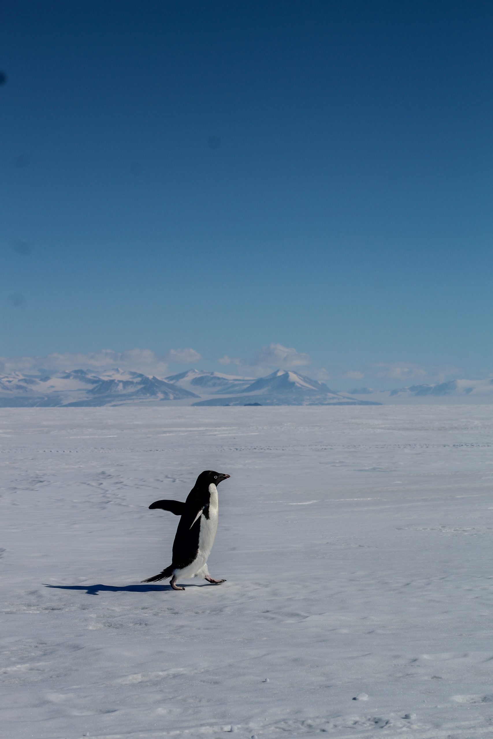 Week 5: Wastemas in McMurdo - Claire C. Jensen