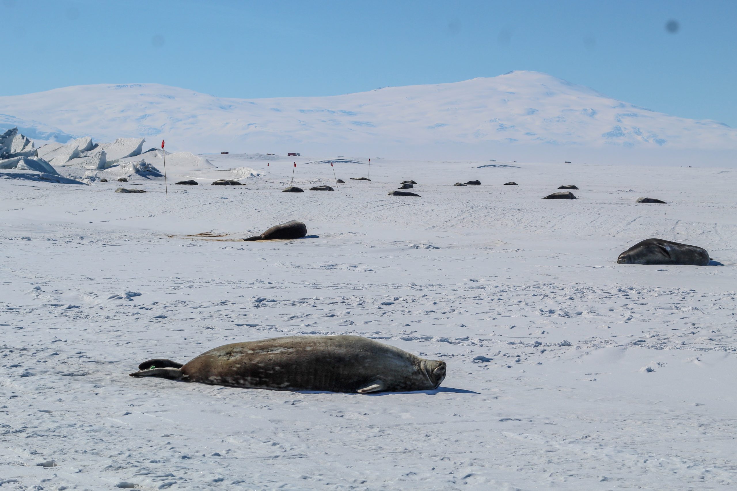 Week 5: Wastemas in McMurdo - Claire C. Jensen
